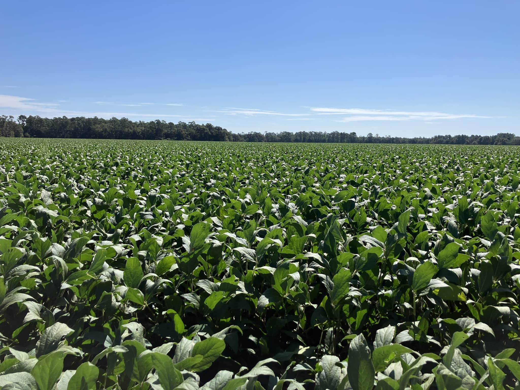 The State of Agriculture in Northwest Florida - The Good Country